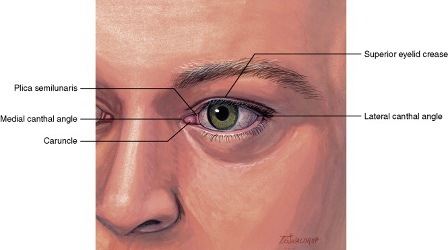 Orbital Compartment Syndrome Curriculum Orbital Compartment Syndrome Curriculum