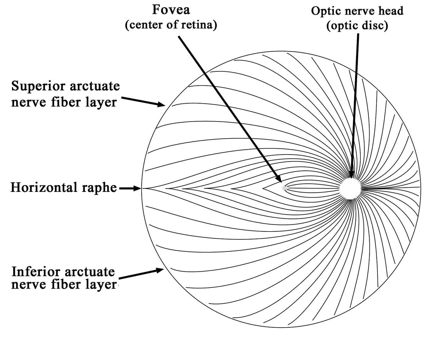 Ch. 1 Glaucoma: Optic Nerve Disease. A Patient's Guide to Glaucoma