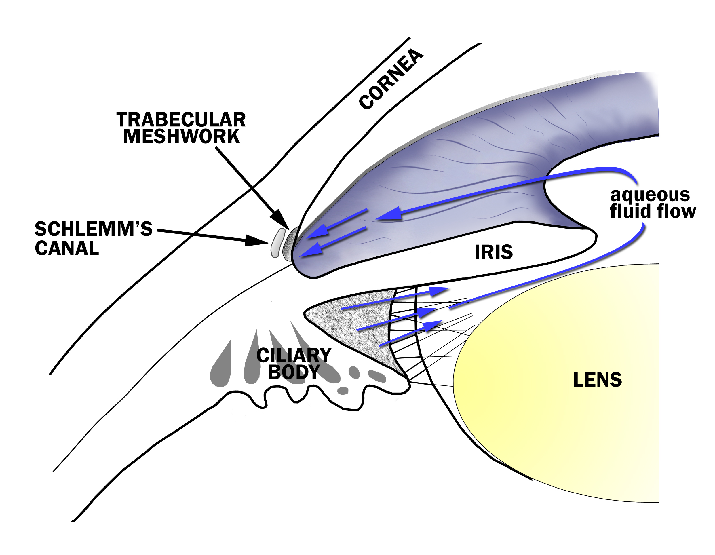 Ch. 1 Glaucoma: Optic Nerve Disease. A Patient's Guide to Glaucoma