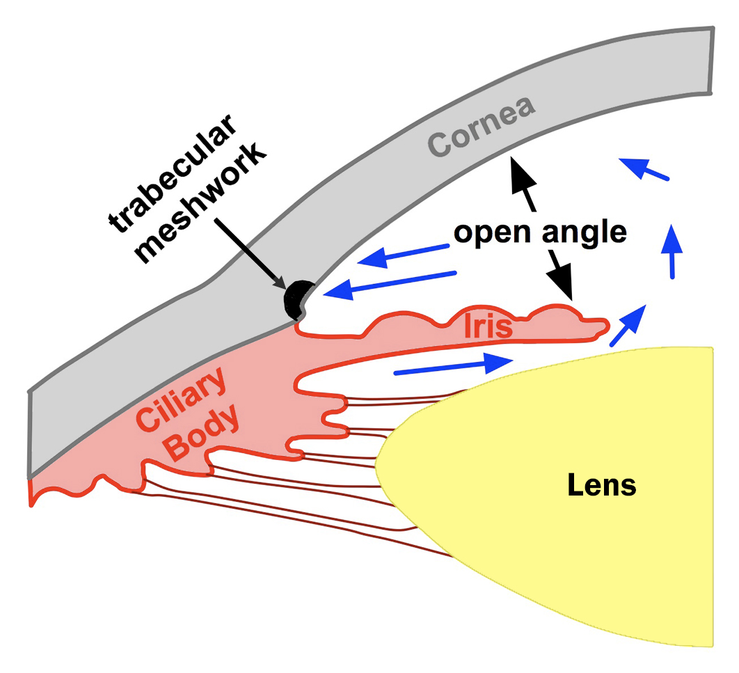 Ch 5 Glaucoma Risk Factors. A Patient's Guide to Glaucoma
