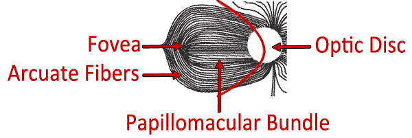 Visual Field Testing: From One Medical Student to Another